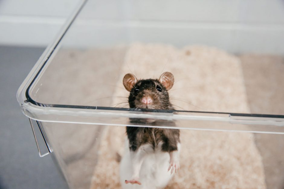 The neuroscientist: Associate Professor of Psychology and Behavioral ...